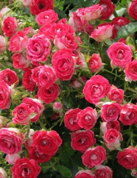 Роза флорибунда `Шоне Кобленцерин`, Rosa (F) `Schöne Koblenzerin ...